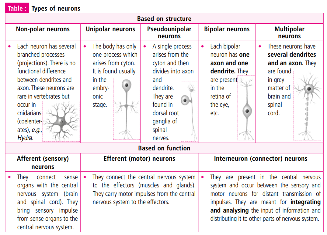 ANIMAL TISSUE Class XI: Flow charts, Schematic Diagrams, Comparisons ...