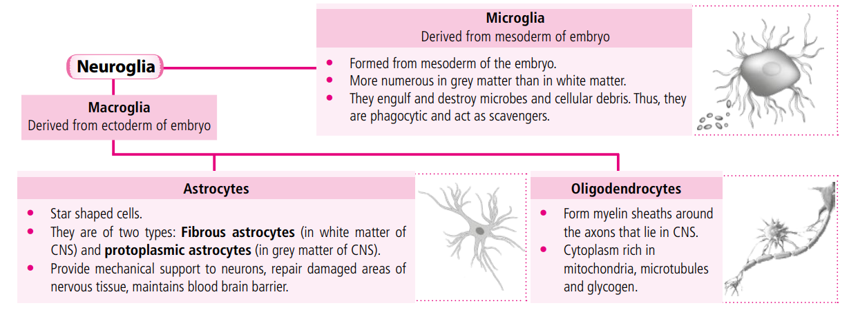 ANIMAL TISSUE Class XI: Flow charts, Schematic Diagrams, Comparisons ...