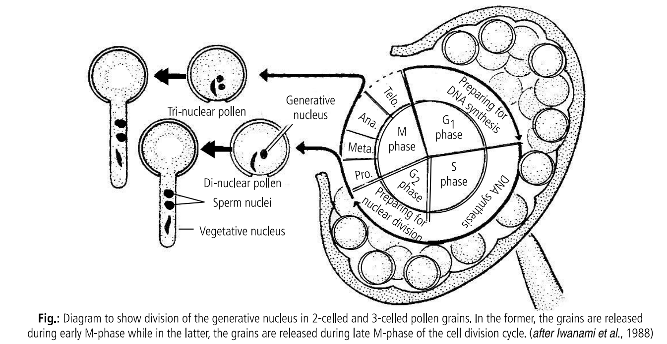 REPRODUCTION IN FLOWERING PLANT Class XII: Flow charts, Schematic ...